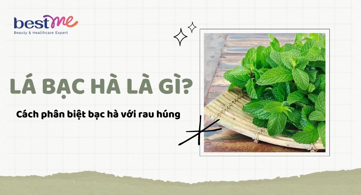 Lá bạc hà là gì? Cách phân biệt bạc hà với rau húng