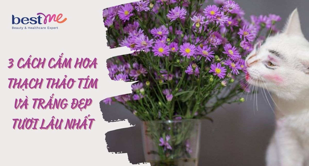 5 cách cắm hoa thạch thảo tím và trắng đẹp tươi lâu nhất